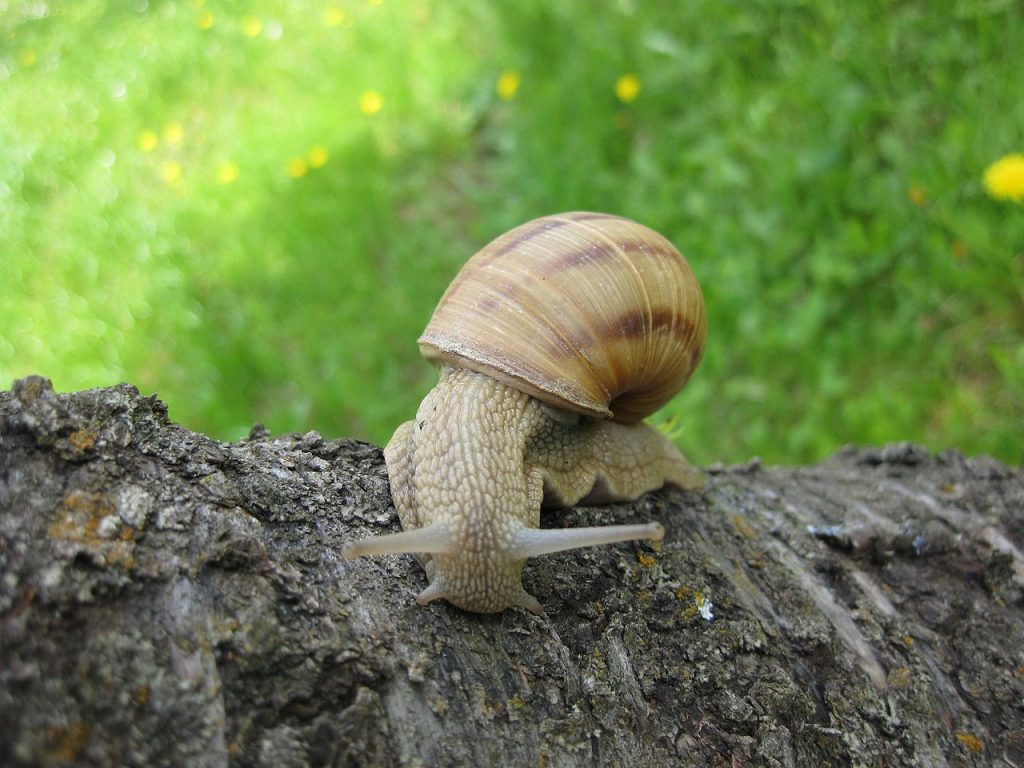 IDE BIZNESI/ Kultivimi i kërmijve, një minierë ari, shqiptarët ende nuk ...