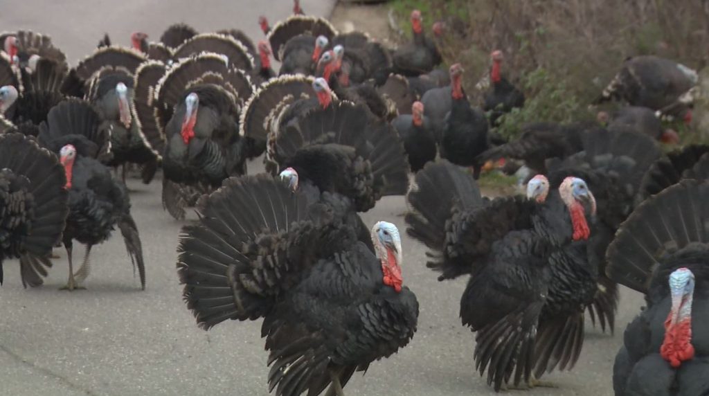 'Fluturon' gjeli i detit | JavaNews.al