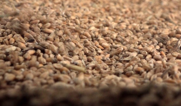 Efekti i taksës: 10 milionë kg grurë më pak nga Serbia - JavaNews.al