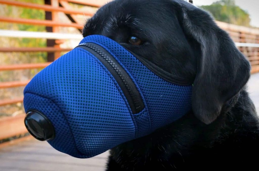 Për herë të parë në botë/ Qeni rezulton i infektuar me koronavirus ...